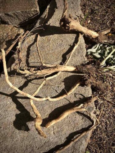 Arrowleaf Balsamroot Medicinal Cough Syrup and Tincture – Mother Earth News